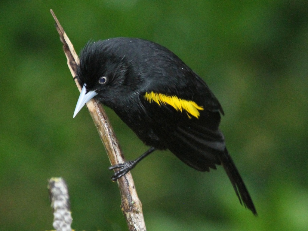 Foto tecelão (Cacicus chrysopterus) Por Antonio Vilela | Wiki Aves - A ...