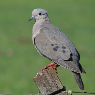 avoante (Zenaida auriculata) | WikiAves - A Enciclopédia das Aves do Brasil