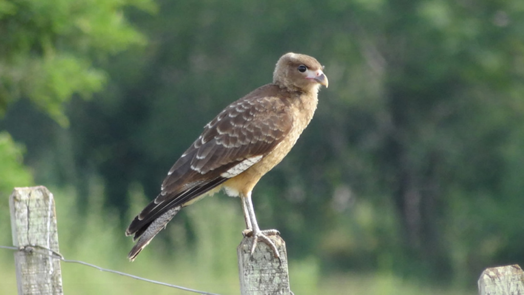 Foto chimango (Milvago chimango) Por Edgar Dal´osto | Wiki Aves - A ...
