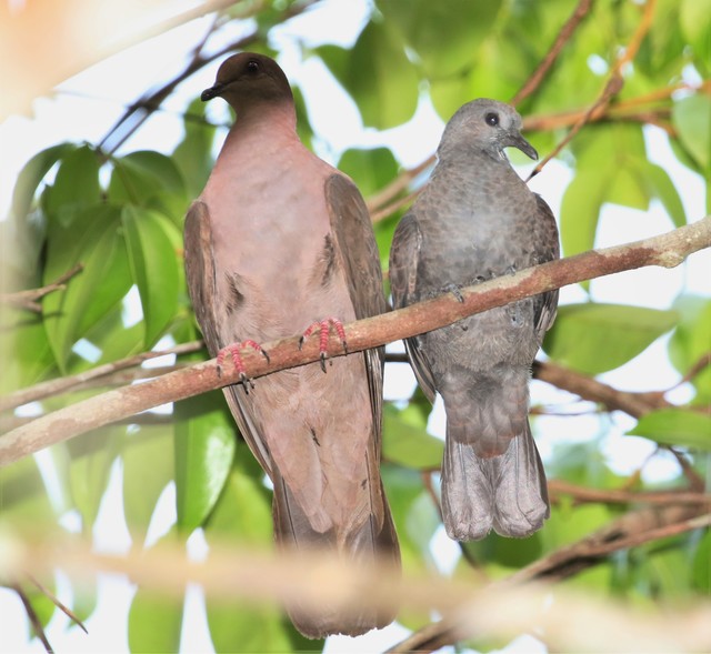 pomba-botafogo (Patagioenas subvinacea) | WikiAves - A Enciclopédia das ...