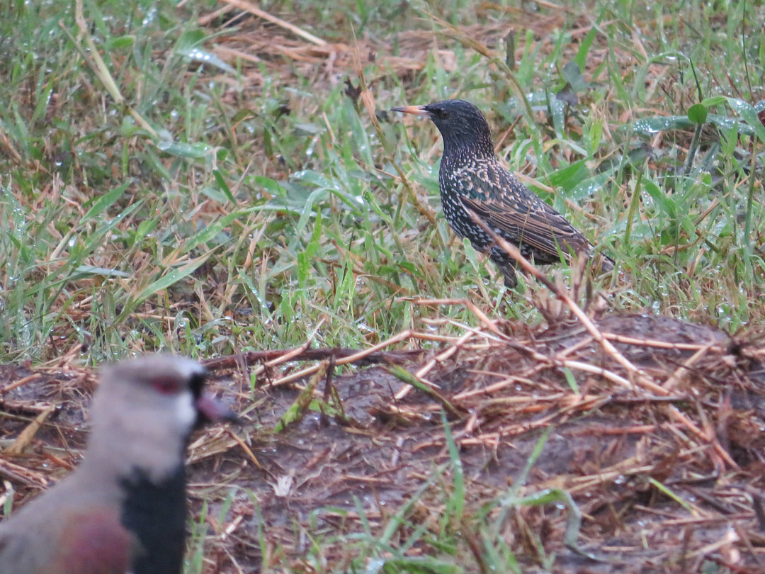 Foto estorninho (Sturnus vulgaris) Por Celina Yoshihara | Wiki Aves - A ...