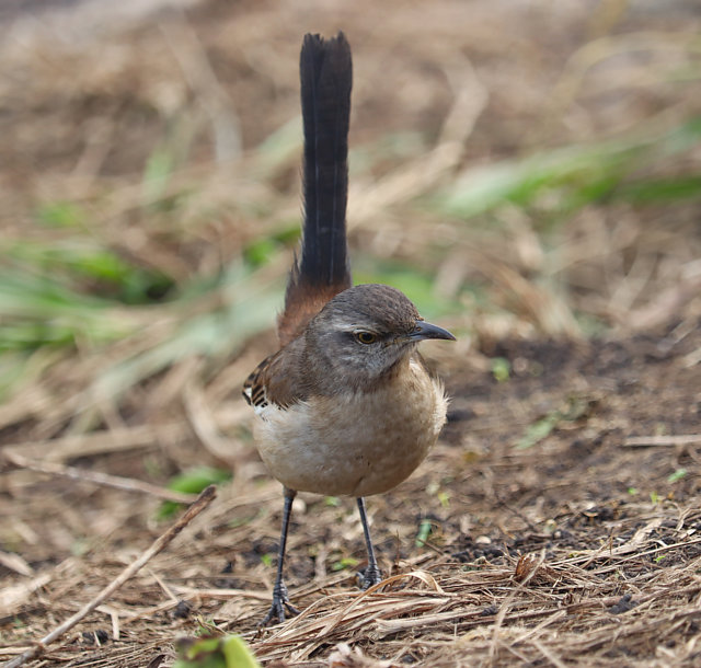 Foto calhandra-de-três-rabos (Mimus triurus) Por Fernando Moraes ...