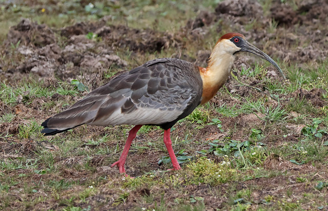 Foto curicaca (Theristicus caudatus) Por Davi Abreu | Wiki Aves - A ...