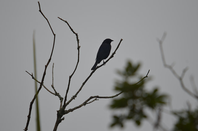 Foto chupim (Molothrus bonariensis) Por Sergio T. Almeida | Wiki Aves ...