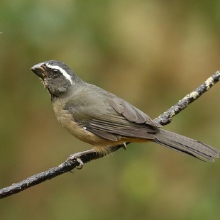 bico-grosso (Saltator maxillosus) | WikiAves - A Enciclopédia das Aves ...