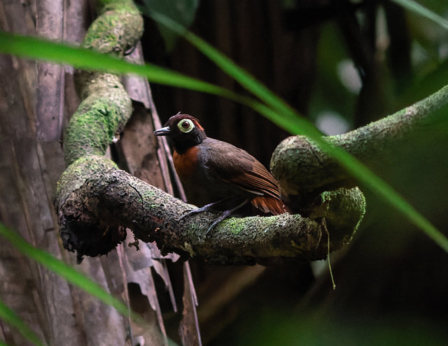 Foto mãe-de-taoca-arlequim (Rhegmatorhina berlepschi) Por Luis Morais ...
