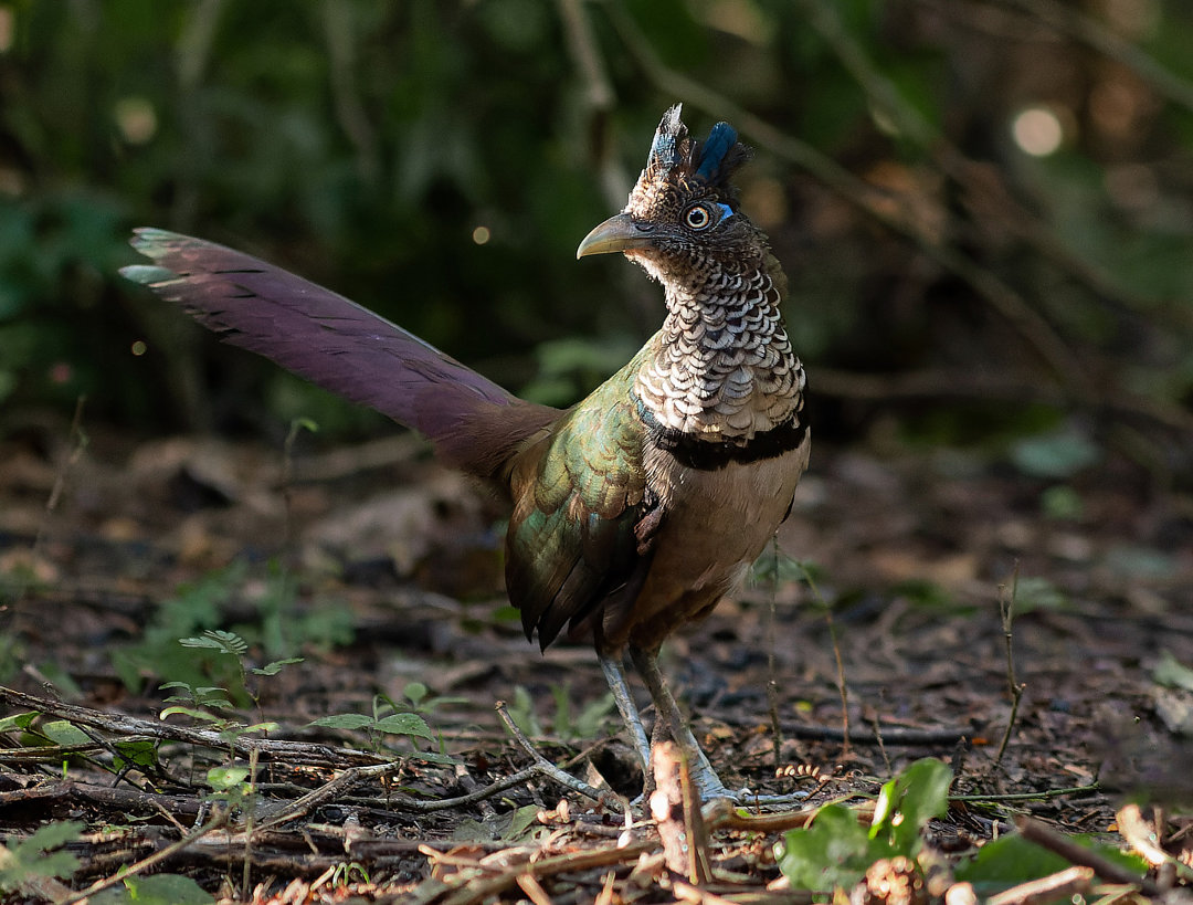 Foto jacu-estalo (Neomorphus geoffroyi) Por Luis Morais_ | Wiki Aves ...