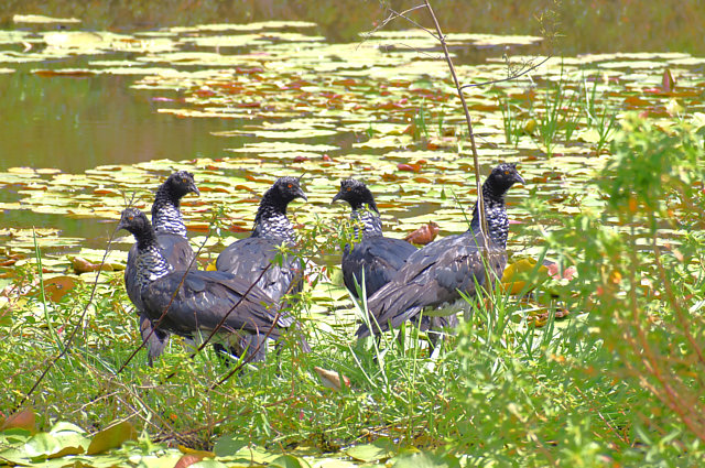 Foto anhuma (Anhima cornuta) Por Nivaldo Sales | Wiki Aves - A ...