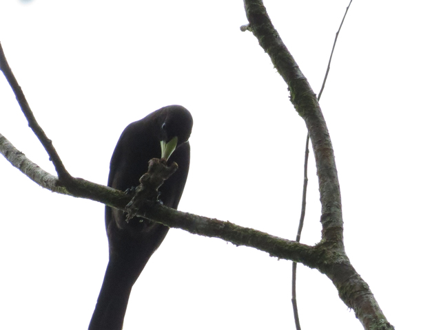 guaxe (Cacicus haemorrhous) | WikiAves - A Enciclopédia das Aves do Brasil