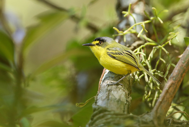 Foto teque-teque (Todirostrum poliocephalum) Por Guilherme Battistuzzo ...