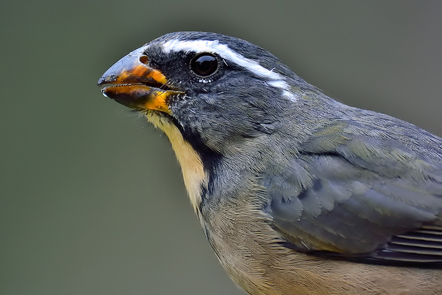 Foto bico-grosso (Saltator maxillosus) Por Marcelo Krause | Wiki Aves ...