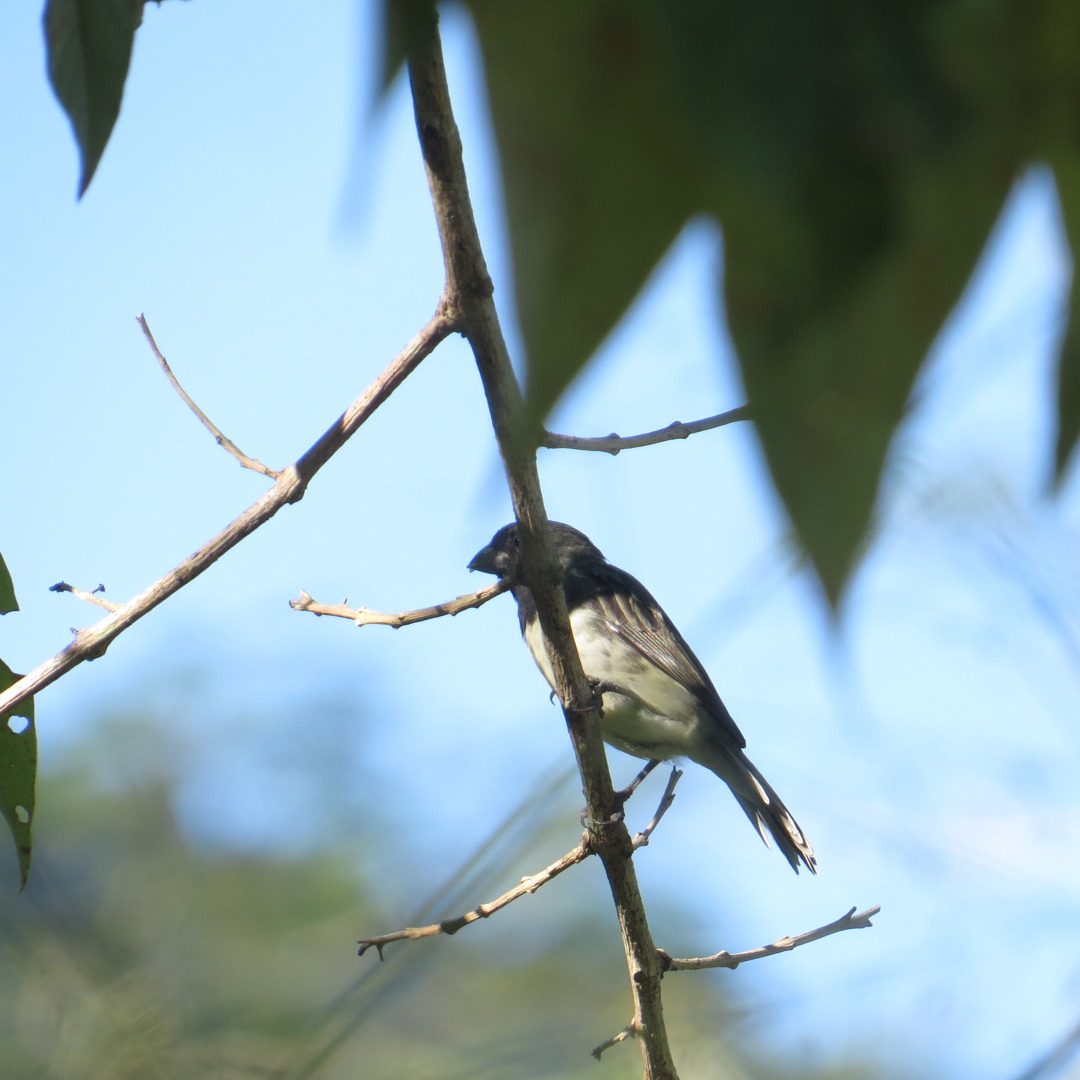 Foto papa-capim-de-costas-cinza (Sporophila ardesiaca) Por Gustavo ...