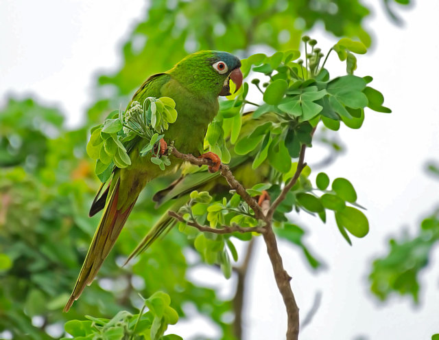 Foto aratinga-de-testa-azul (Thectocercus acuticaudatus) Por Fernando ...