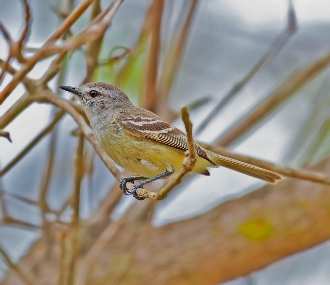 Foto alegrinho-do-chaco (Inezia inornata) Por Fernando Zurdo | Wiki ...