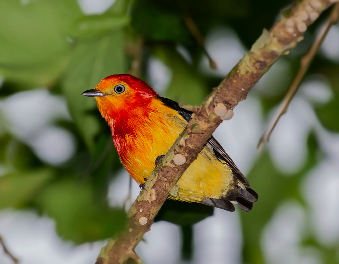 Foto uirapuru-laranja (Pipra fasciicauda) Por Fernando Zurdo | Wiki ...
