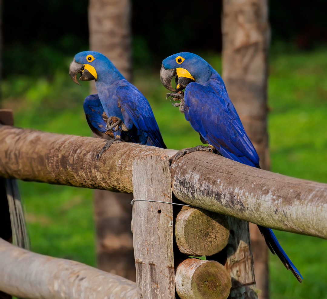 Foto arara-azul (Anodorhynchus hyacinthinus) Por Fernando Zurdo | Wiki ...