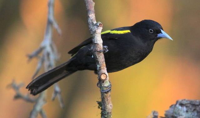 Foto tecelão (Cacicus chrysopterus) Por Mathias Singer | Wiki Aves - A ...
