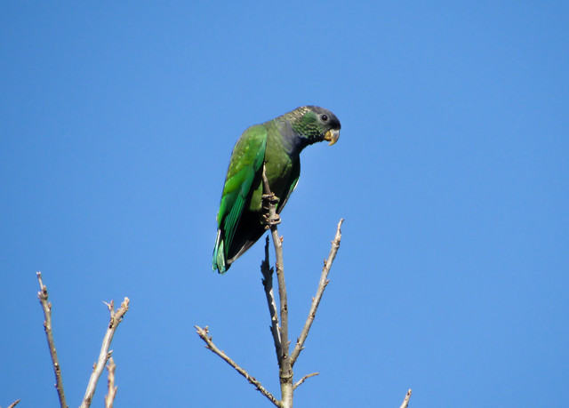 Foto maitaca-verde (Pionus maximiliani) Por Thiago Martins | Wiki Aves ...