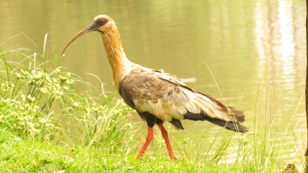 Foto curicaca (Theristicus caudatus) Por Paula Ramos | Wiki Aves - A ...