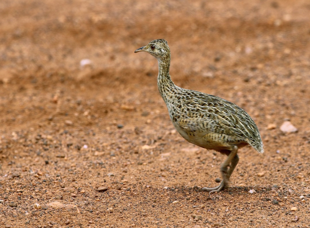 Foto codorna-amarela (Nothura maculosa) Por Jayrson Araújo | Wiki Aves ...