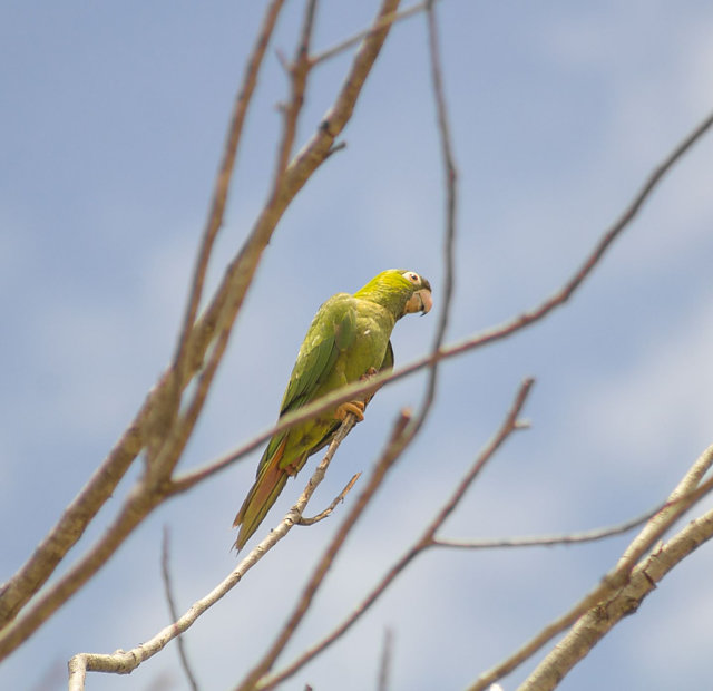 Foto aratinga-de-testa-azul (Thectocercus acuticaudatus) Por Luis ...