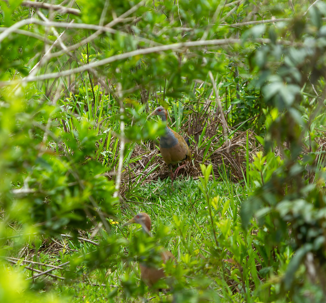 Foto saracuruçu (Aramides ypecaha) Por Joseferson Oliveira | Wiki Aves ...