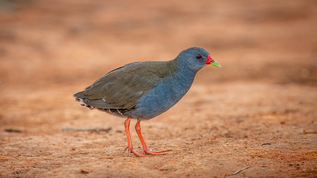 Foto turu-turu (Neocrex erythrops) Por Diego Murta | Wiki Aves - A ...