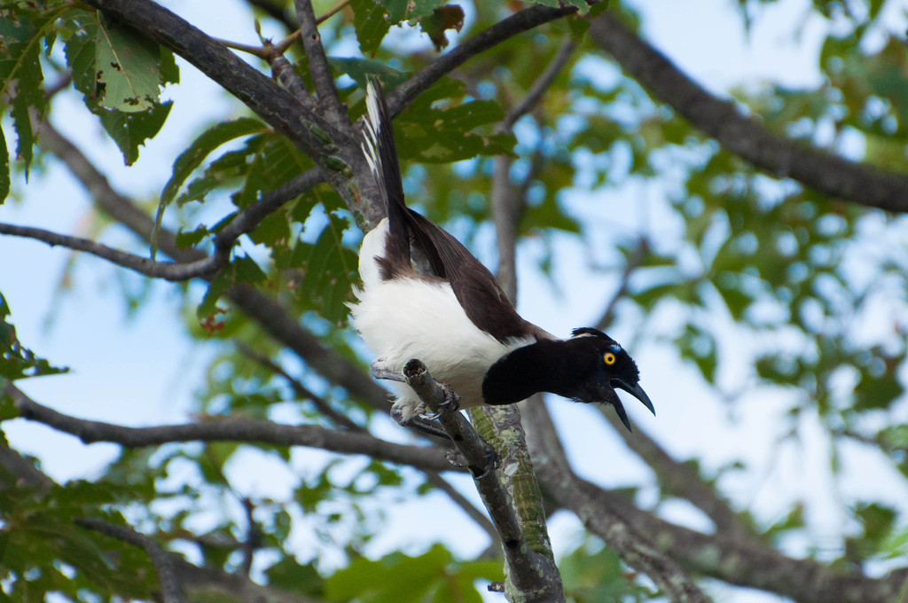 Foto gralha-cancã (Cyanocorax cyanopogon) Por Jean Jr Barcik | Wiki ...