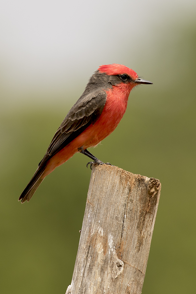 Foto príncipe (Pyrocephalus rubinus) Por Paulo Lahr | Wiki Aves - A ...