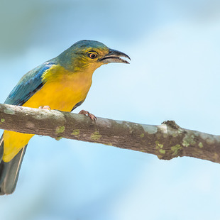 pipira-azul (Cyanicterus cyanicterus) | WikiAves - A Enciclopédia das ...