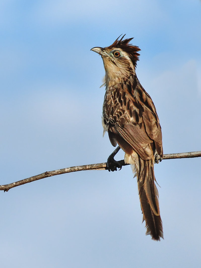 Foto saci (Tapera naevia) Por Ermerson Sharbel | Wiki Aves - A ...
