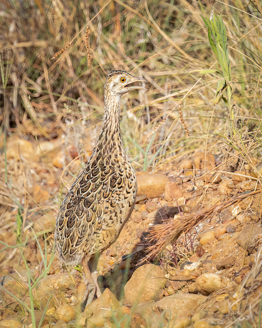 Foto codorna-amarela (Nothura maculosa) Por Marcelo Telles | Wiki Aves ...