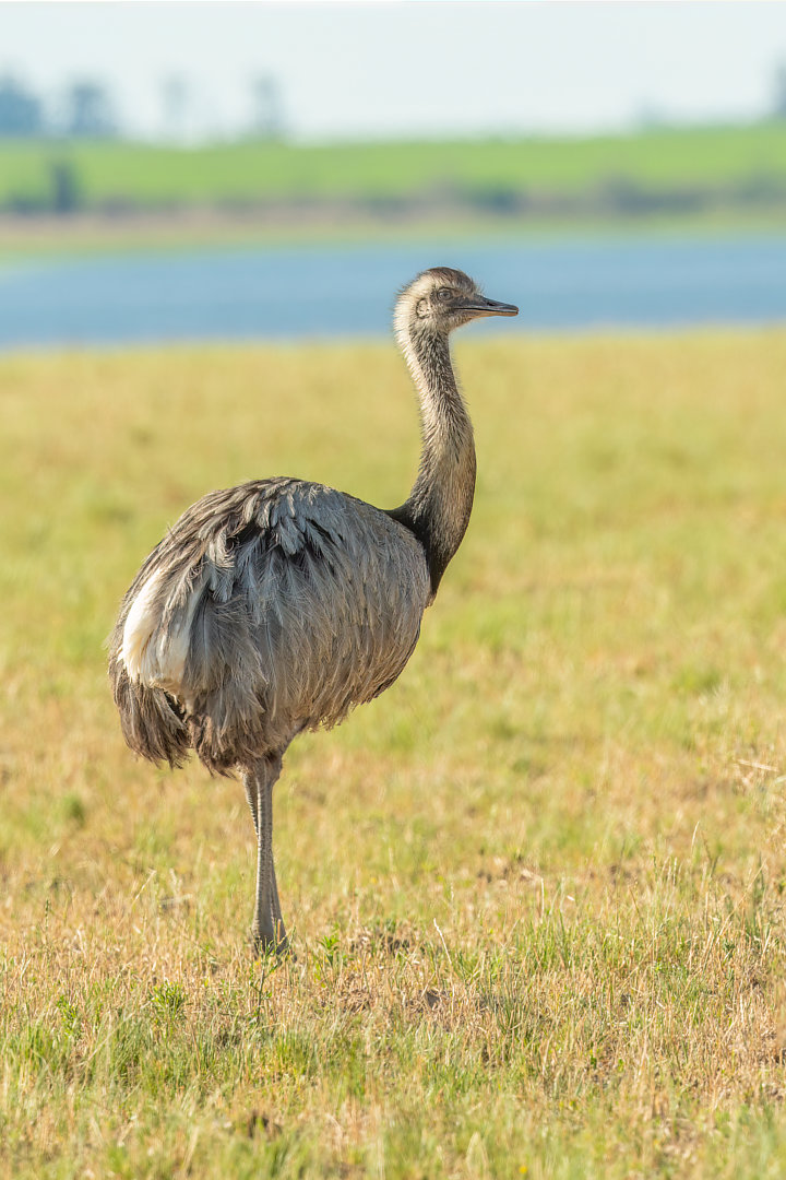 Foto ema (Rhea americana) Por Marcelo Telles | Wiki Aves - A ...