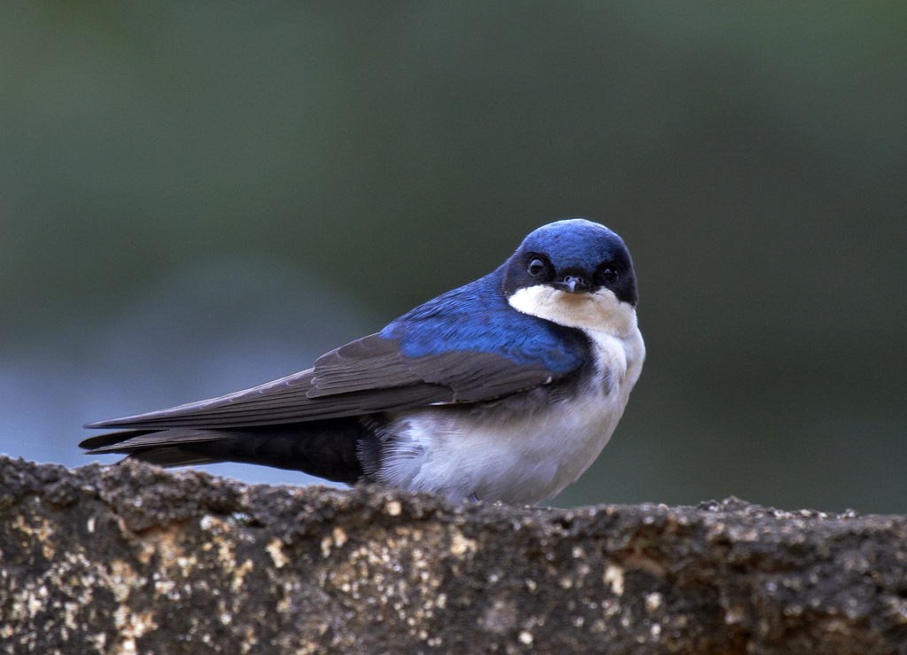 Foto andorinha-pequena-de-casa (Pygochelidon cyanoleuca) Por Claudio ...