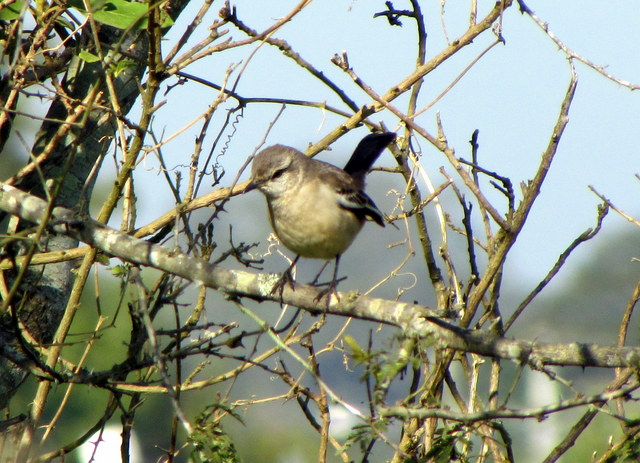 Foto calhandra-de-três-rabos (Mimus triurus) Por Veridiana Tamiozzo ...