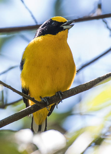 Foto gaturamo-de-bico-grosso (Euphonia laniirostris) Por Goran Neshich ...