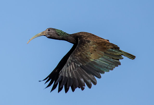 Foto coró-coró (Mesembrinibis cayennensis) Por José Bauer | Wiki Aves ...