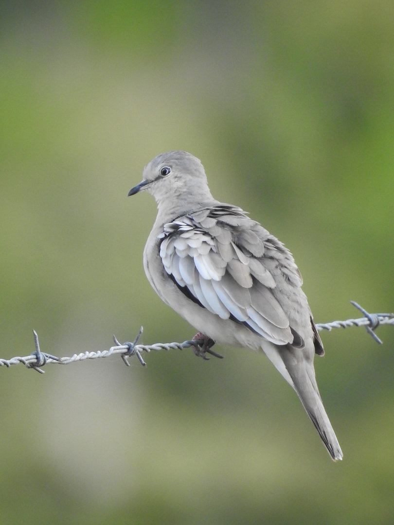 Foto rolinha-picuí (Columbina picui) Por José Alexandre | Wiki Aves - A ...