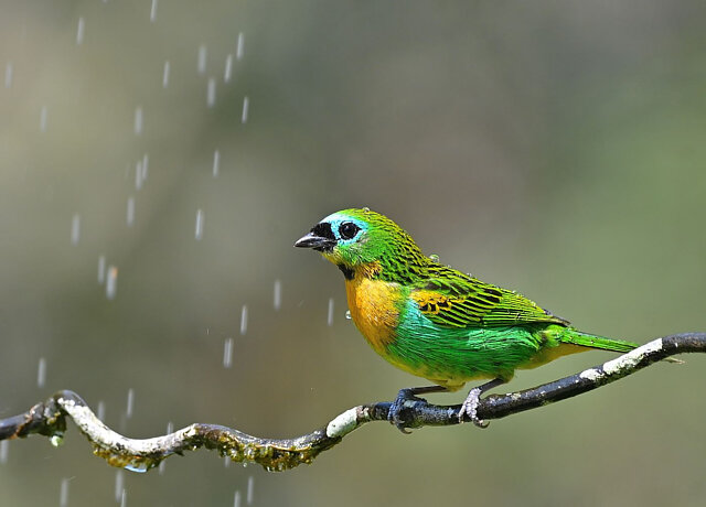 Foto saíra-lagarta (Tangara desmaresti) Por Stephen Jones | Wiki Aves ...