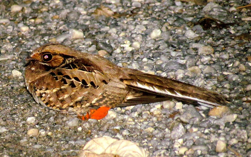 Foto bacurau (Nyctidromus albicollis) Por Marcia Carvalho | Wiki Aves ...
