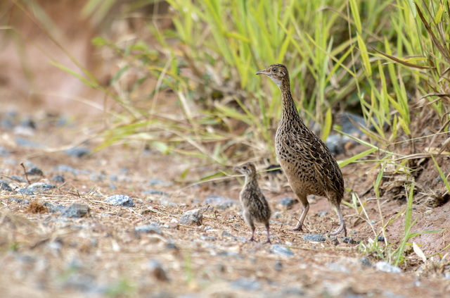 codorna-amarela (Nothura maculosa) | WikiAves - A Enciclopédia das Aves ...