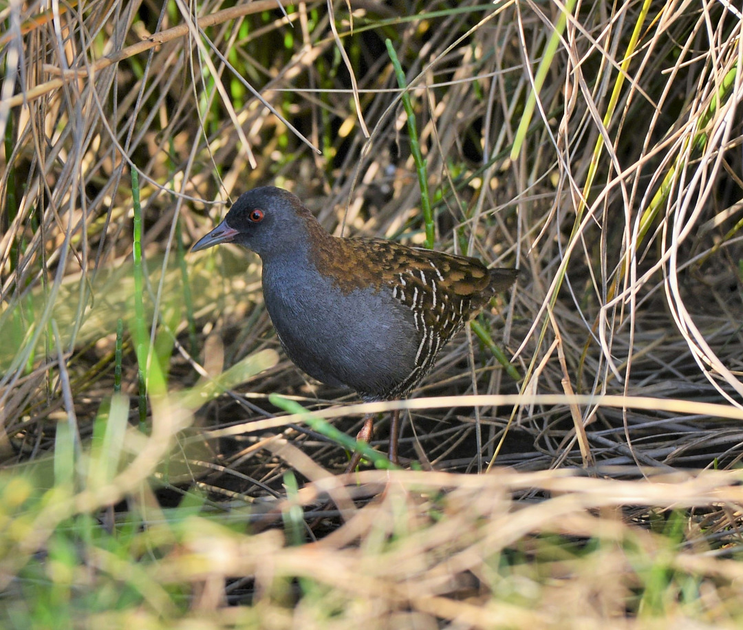 Foto sanã-cinza (Laterallus spilopterus) Por Julio Machado | Wiki Aves ...