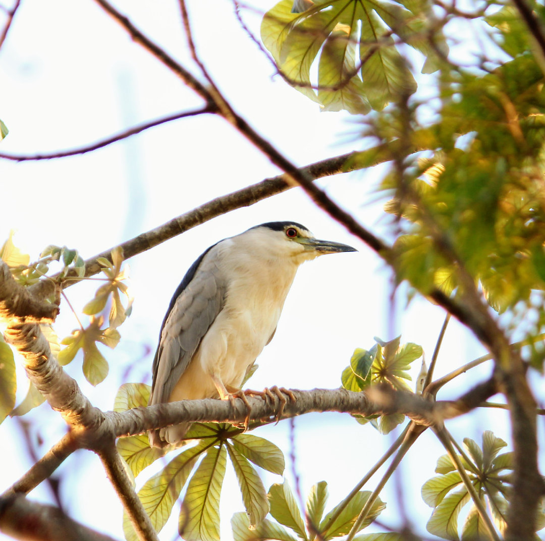 Foto socó-dorminhoco (Nycticorax nycticorax) Por Sandra Rosecler | Wiki ...