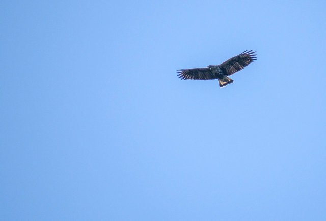 Foto gavião-preto (Urubitinga urubitinga) Por Luis Weymar Jr | Wiki ...