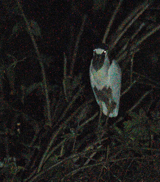 Foto arapapá (Cochlearius cochlearius) Por Fernando Bittencourt | Wiki ...