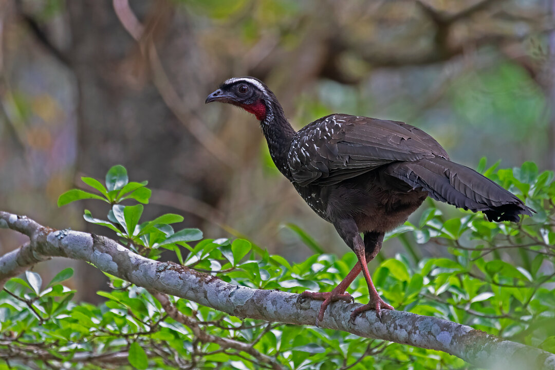 Foto jacucaca (Penelope jacucaca) Por Leonildo Piovesan - Seberí-RS ...