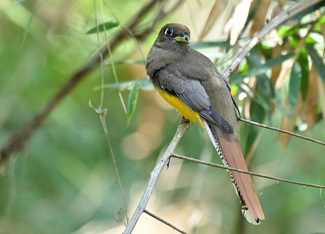 Foto surucuá-dourado (Trogon chrysochloros) Por Stephen Jones | Wiki Aves - A Enciclopédia das ...