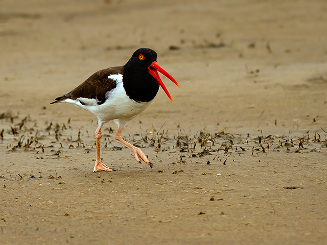 Haematopodidae | WikiAves - A Enciclopédia das Aves do Brasil