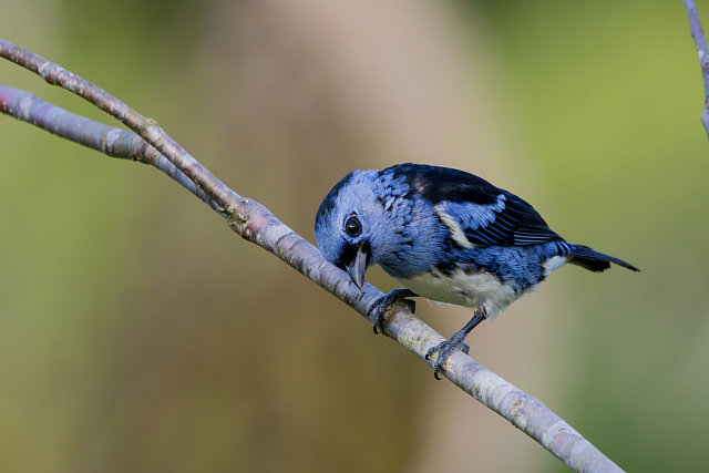 Foto cambada-de-chaves (Tangara brasiliensis) Por Gabriel Bonfa | Wiki ...