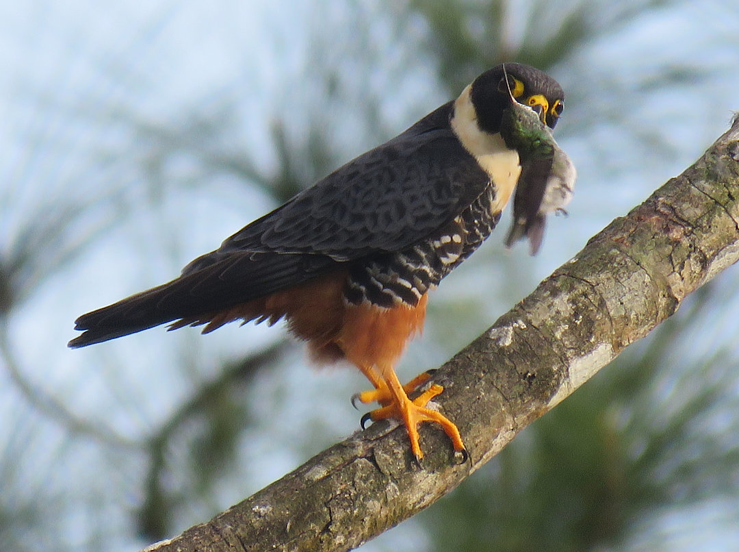 Foto cauré (Falco rufigularis) Por Zenaro | Wiki Aves - A Enciclopédia ...